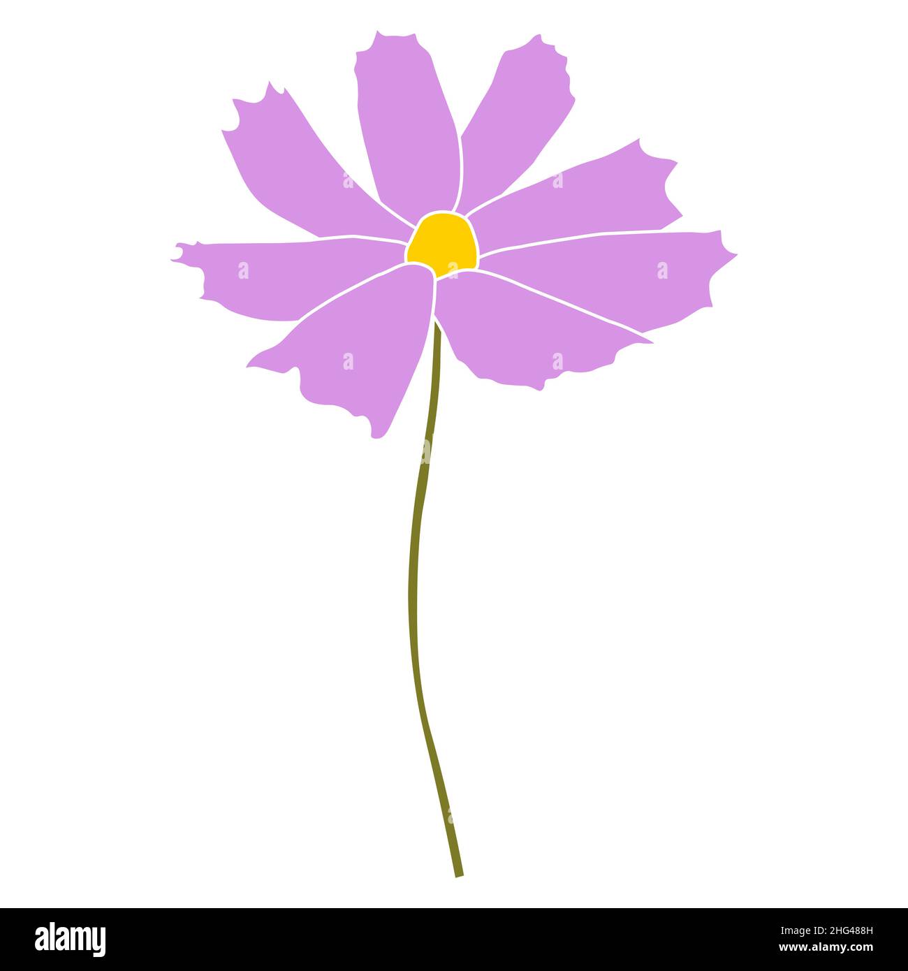 Single cosmos flower vector illustration isolated on white background ...
