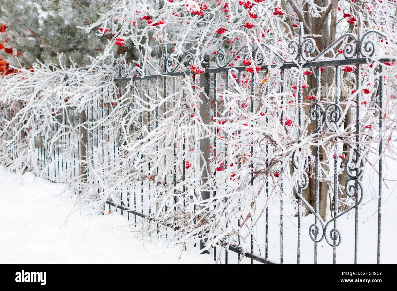 Falling fruit tree hi-res stock photography and images - Alamy