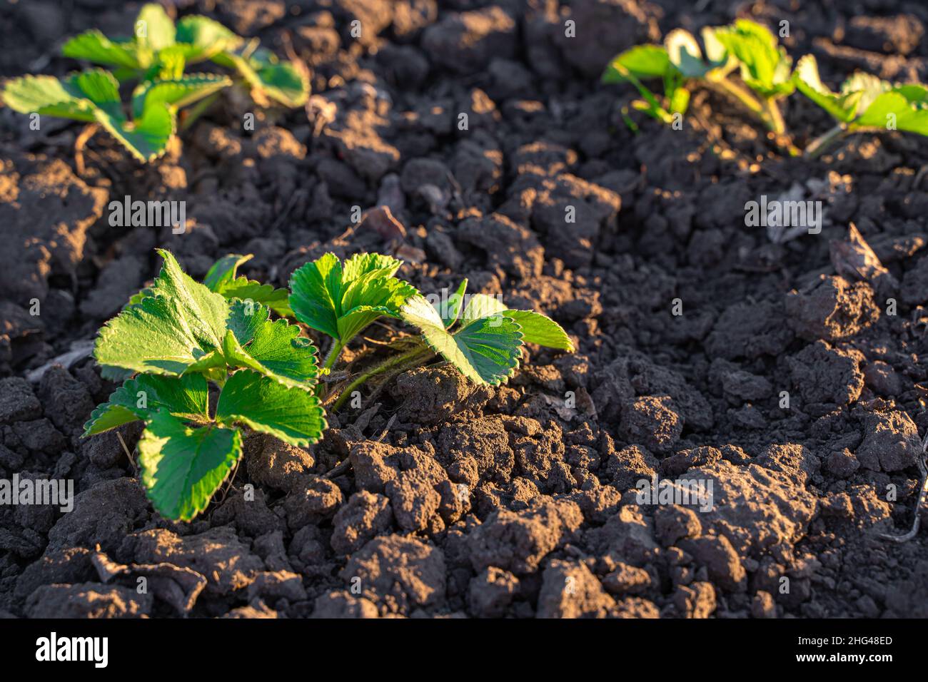 Young strawberry bushes in the soil in the sunlight. Growing ...