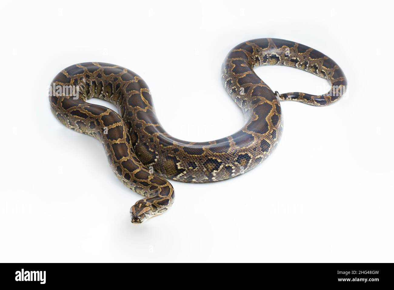 Snake Burmese Python, Python molurus bivittatus, isolated on white ...