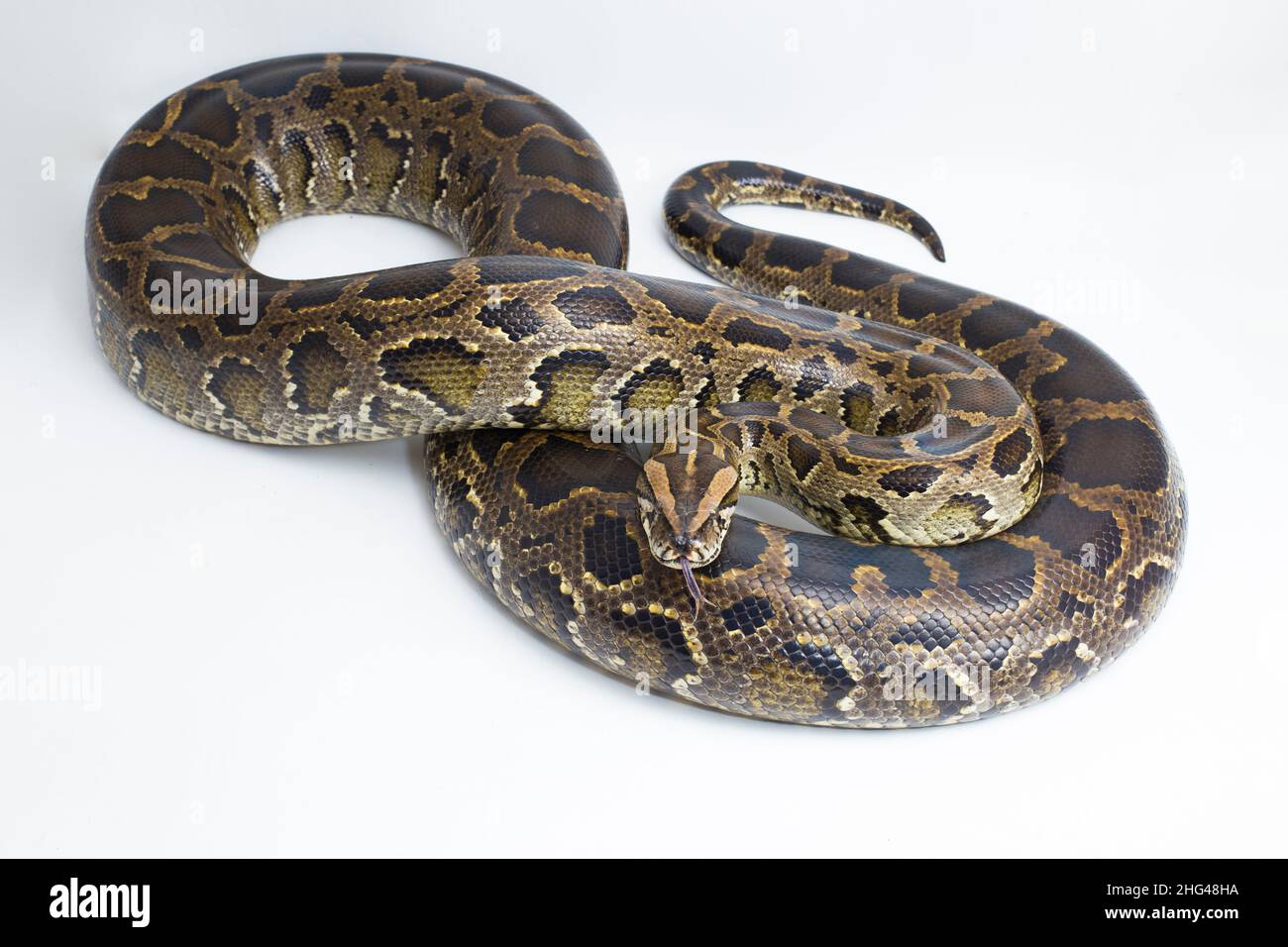 Snake Burmese Python, Python molurus bivittatus, isolated on white ...