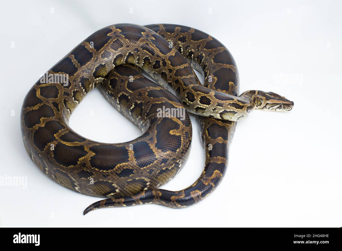Snake Burmese Python, Python molurus bivittatus, isolated on white ...