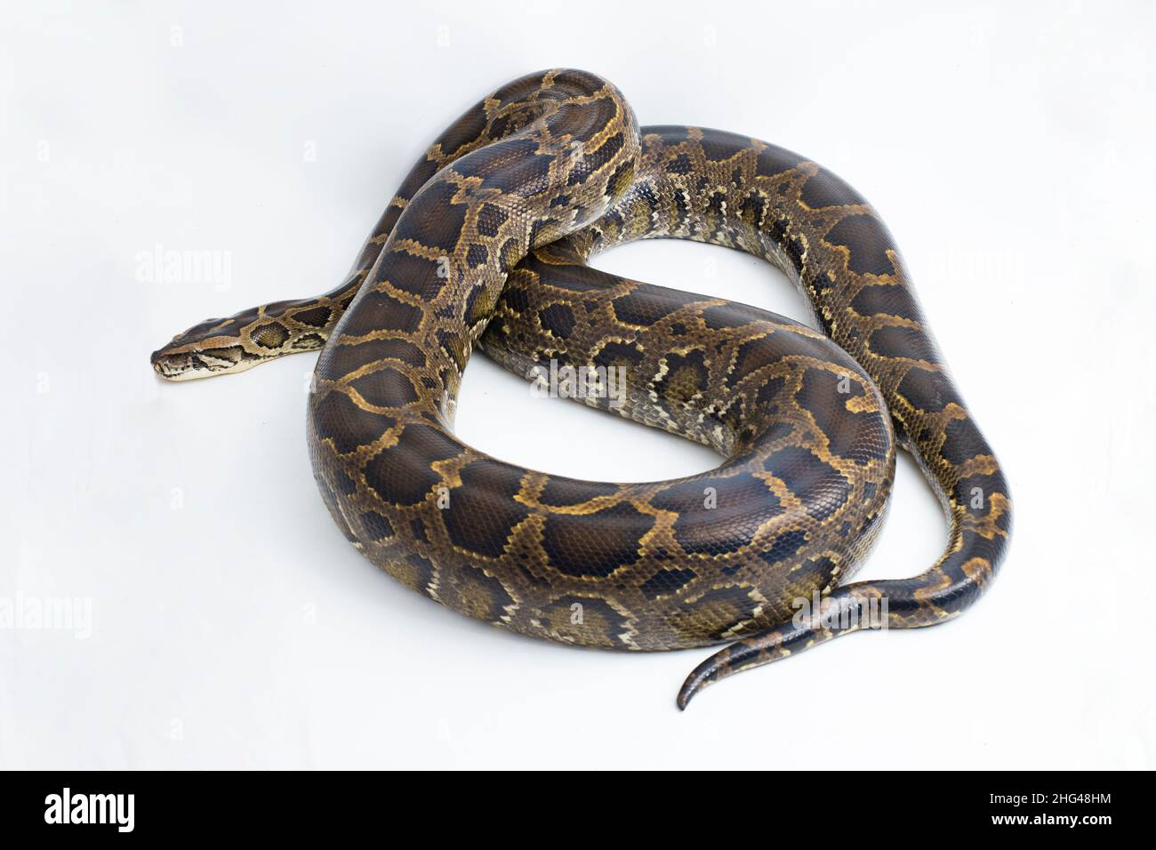 Snake Burmese Python, Python molurus bivittatus, isolated on white ...