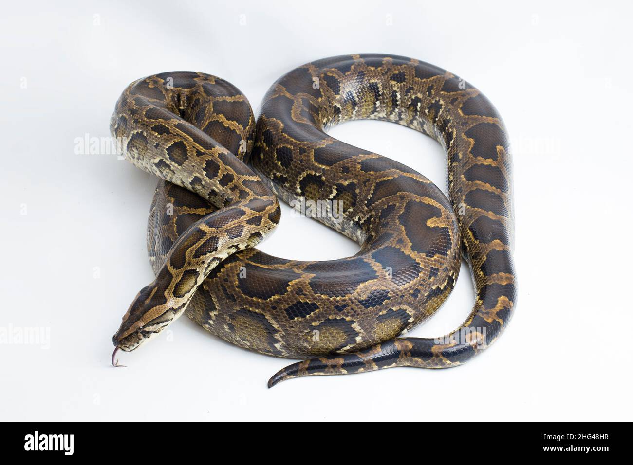 Snake Burmese Python, Python molurus bivittatus, isolated on white ...