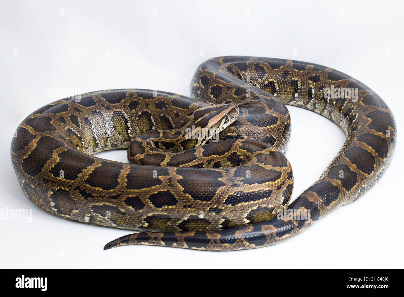 Snake Burmese Python, Python molurus bivittatus, isolated on white ...