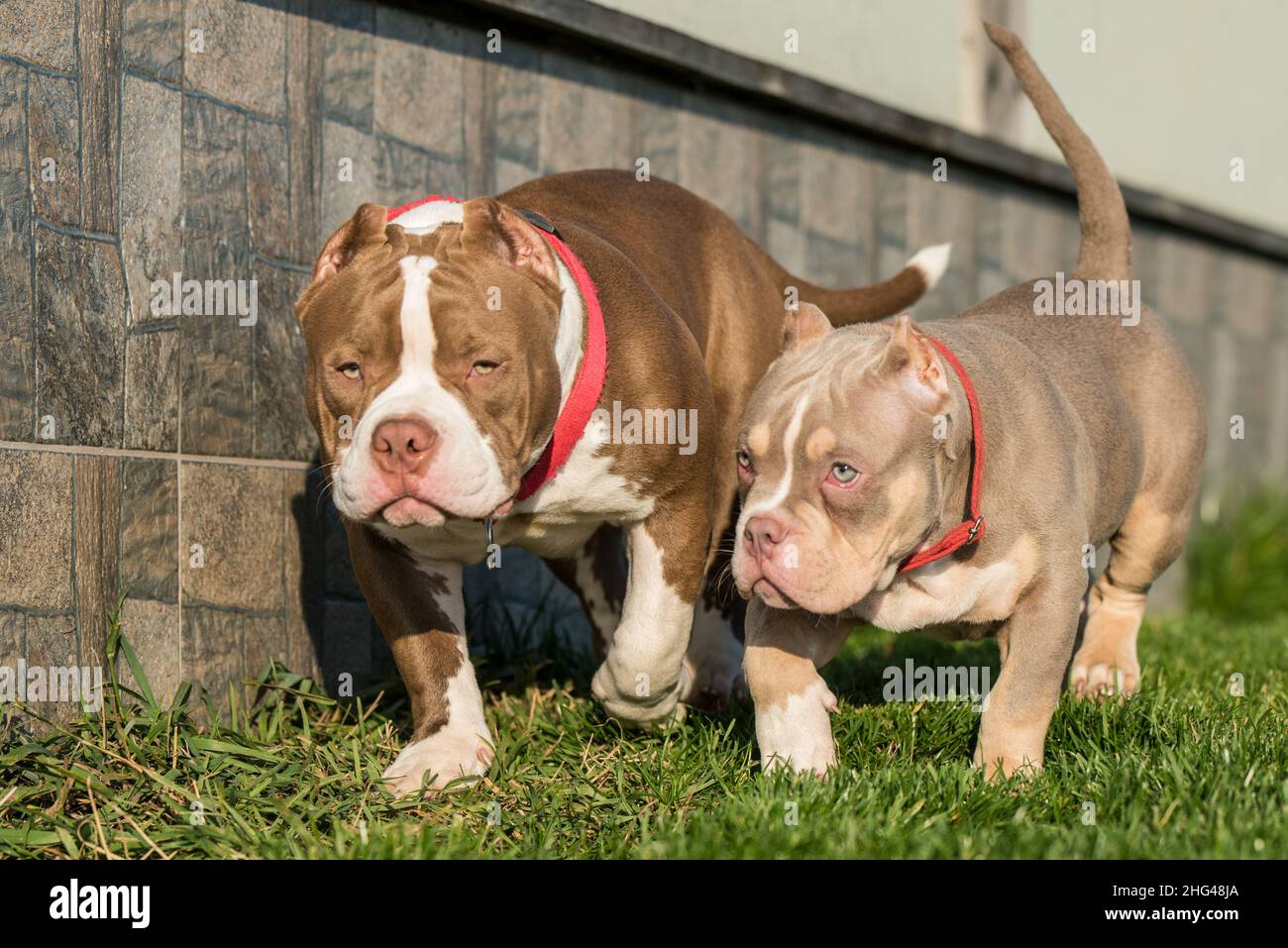 Two American Bully puppies dogs are playing in move outside. Medium ...