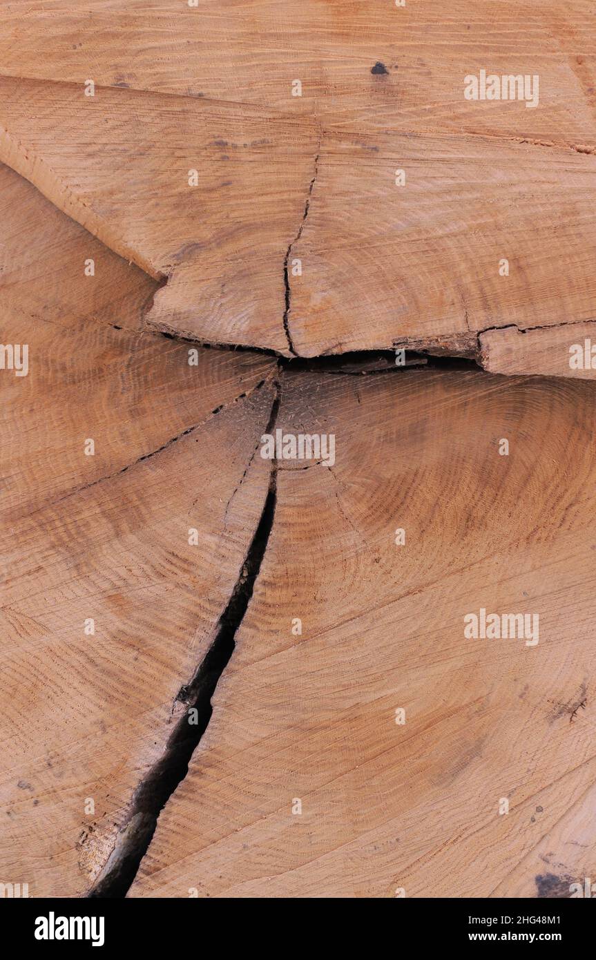 Fresh cut section of a huge tree trunk with lots of growth rings Stock ...