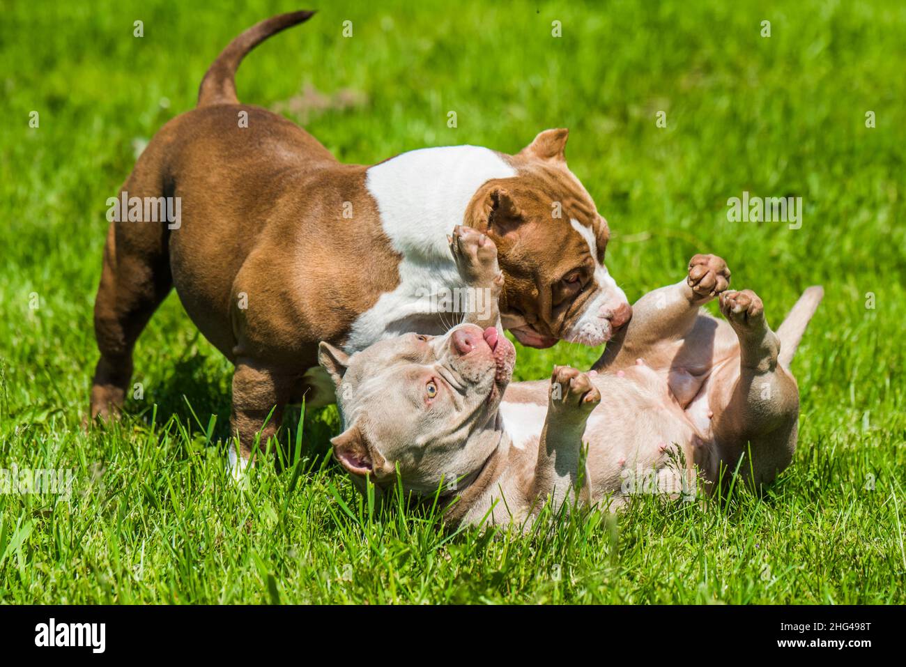 American Bully puppies dogs are playing in move outside. Medium sized ...