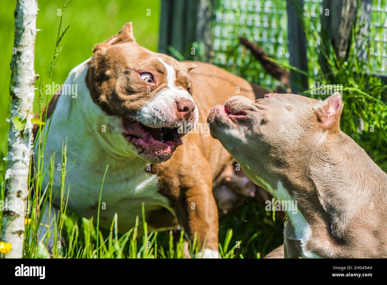 American Bully puppies dogs are playing in move outside. Medium sized ...