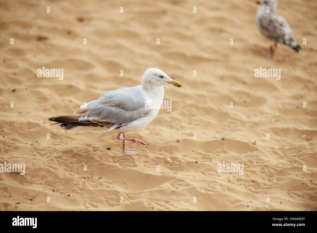 Title: An isolated seagull on the beach with copy space Stock Photo - Alamy