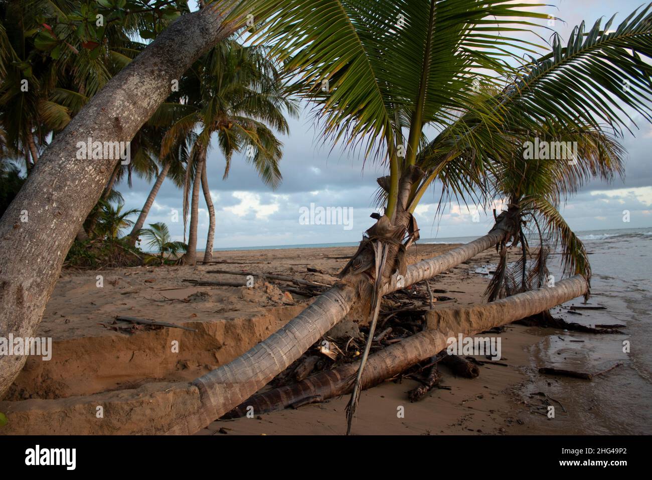 Palm trees in Puerto Rico Stock Photo - Alamy