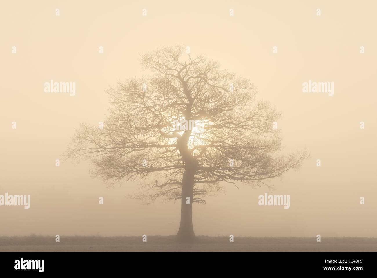 Alone fog one single hi-res stock photography and images - Alamy