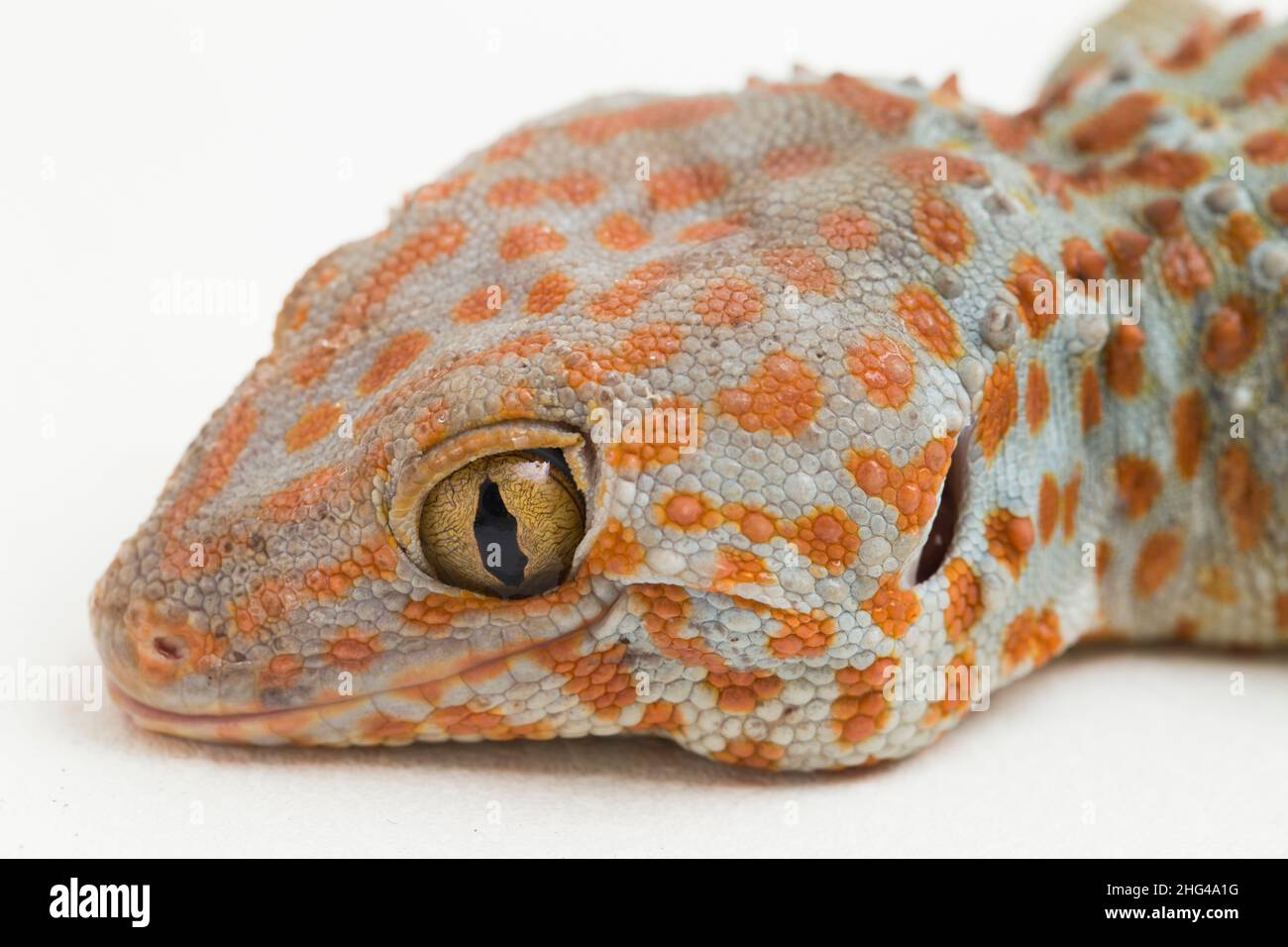 Tokay Gecko (Gekko gecko) isolated on white background Stock Photo - Alamy