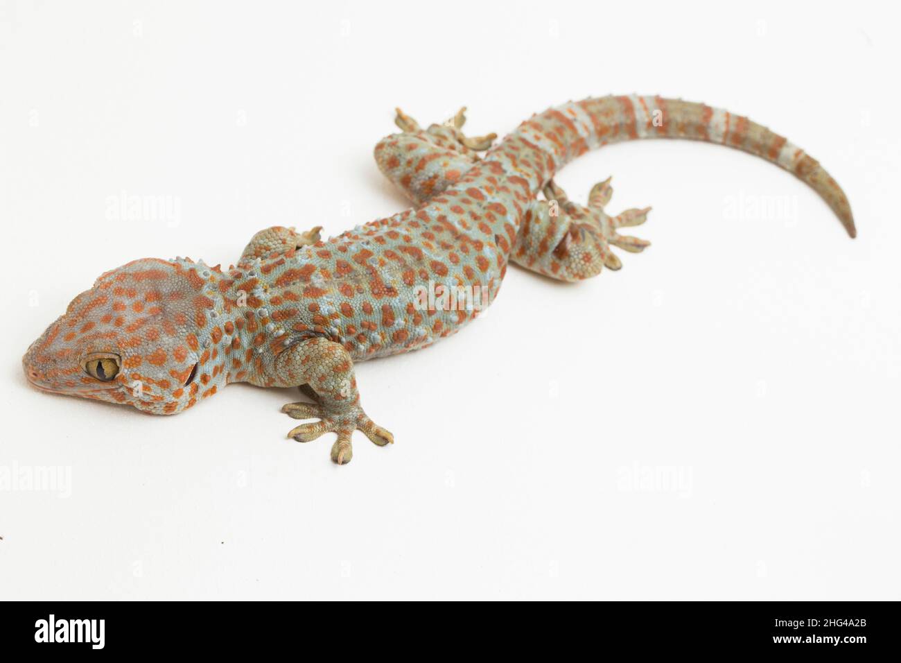 Tokay Gecko (Gekko gecko) isolated on white background Stock Photo - Alamy