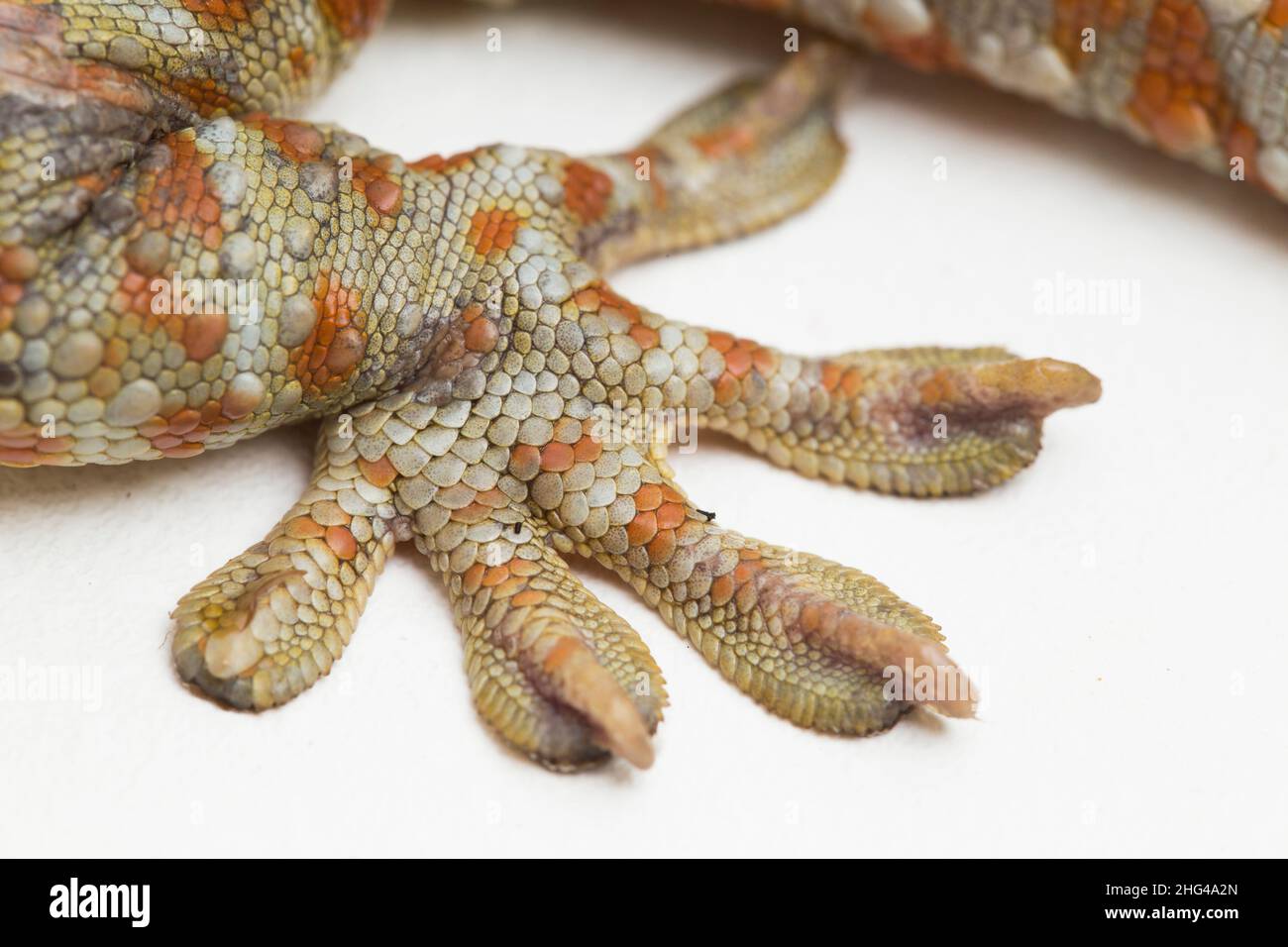 Male Tokay Gecko Pores