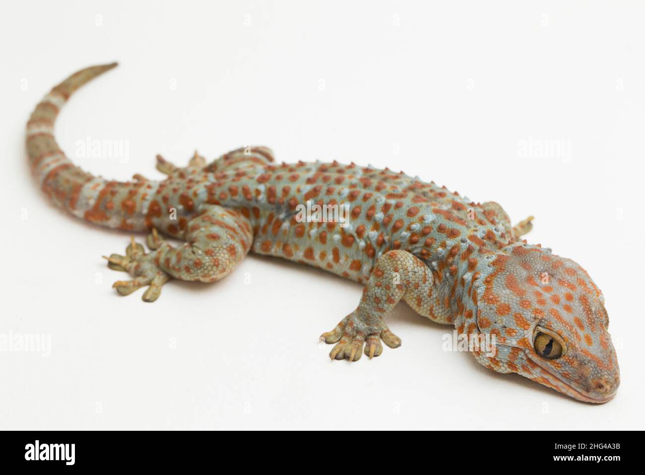 Tokay Gecko (Gekko gecko) isolated on white background Stock Photo - Alamy