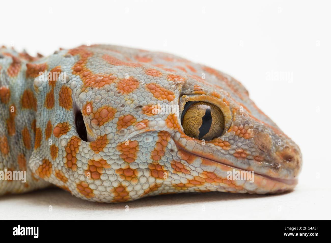 Tokay Gecko (Gekko gecko) isolated on white background Stock Photo - Alamy