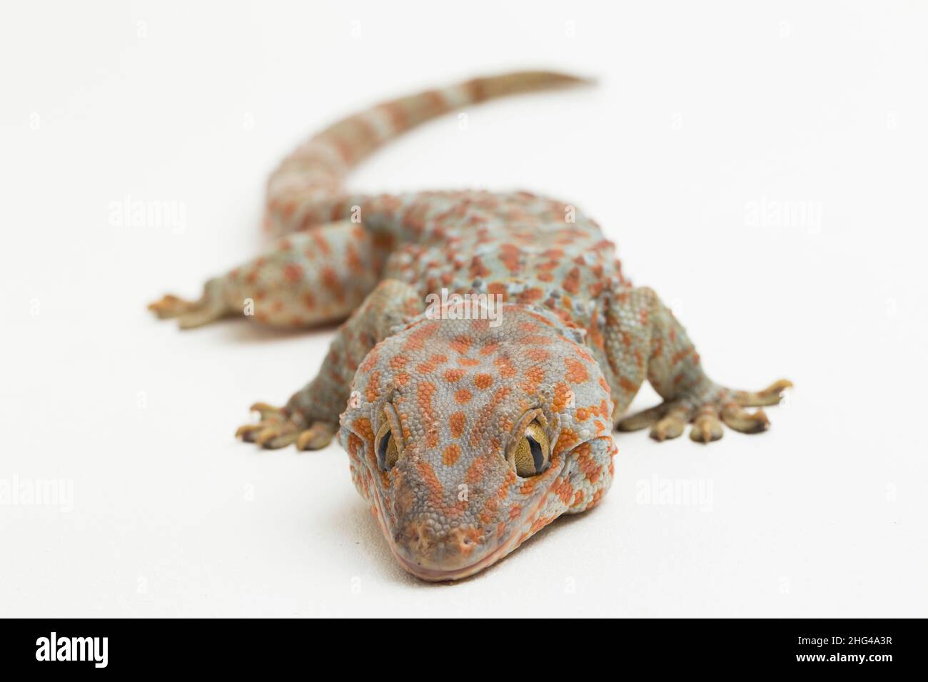 Tokay Gecko (Gekko gecko) isolated on white background Stock Photo - Alamy