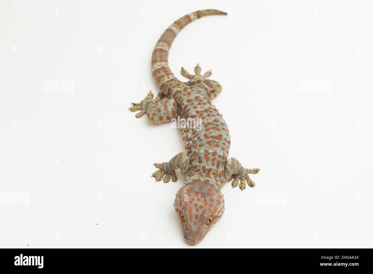 Tokay Gecko (Gekko gecko) isolated on white background Stock Photo - Alamy