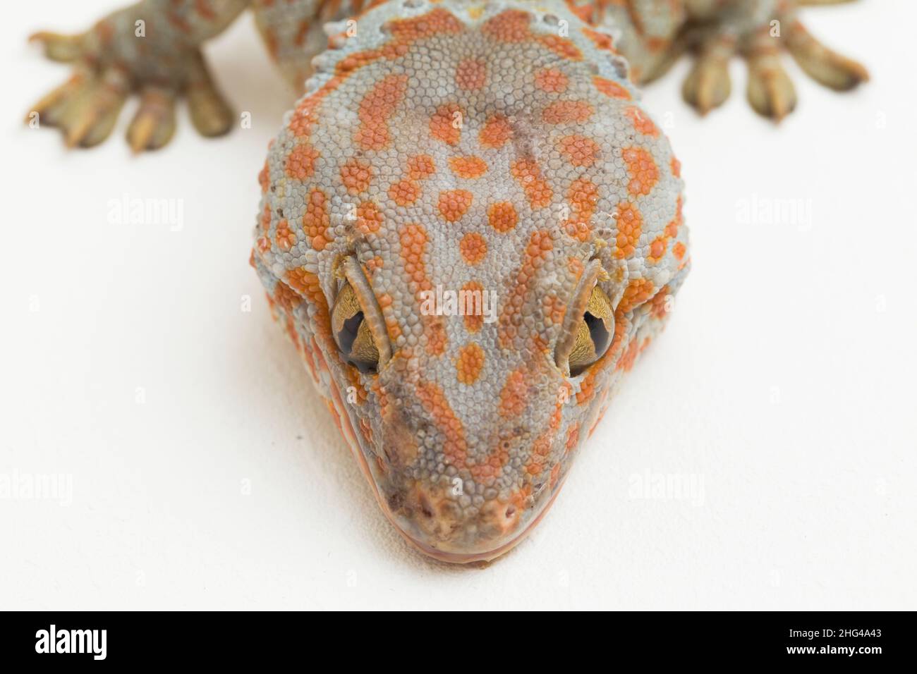 Tokay Gecko (Gekko gecko) isolated on white background Stock Photo - Alamy