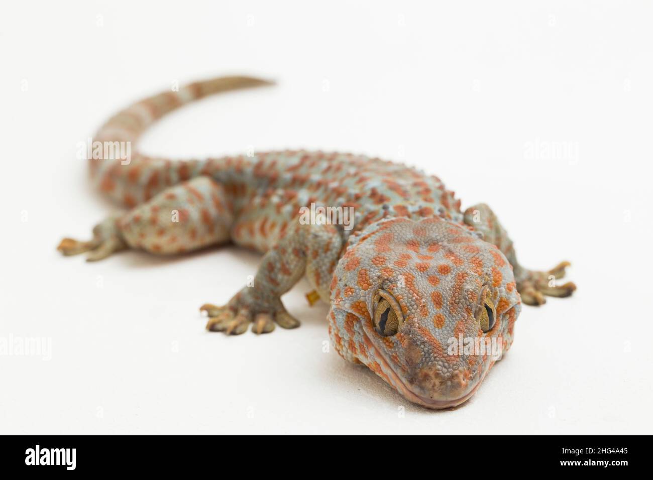 Tokay Gecko (Gekko gecko) isolated on white background Stock Photo - Alamy