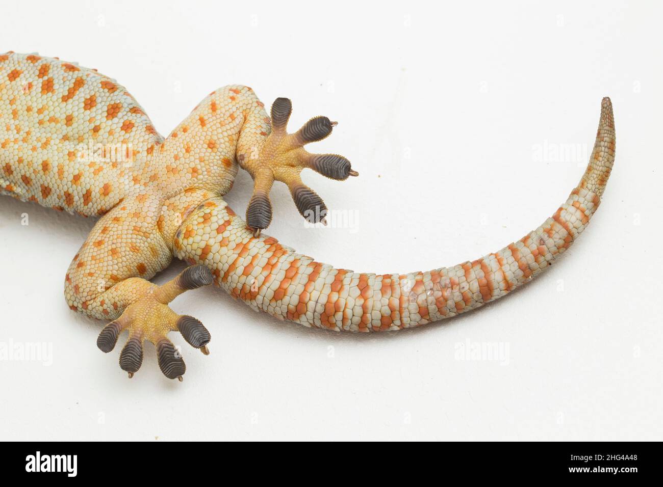 Tokay Gecko (Gekko gecko) isolated on white background Stock Photo - Alamy