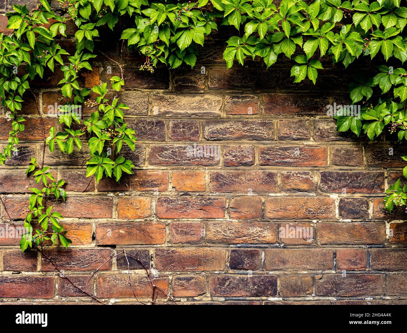 Old brick wall covered with ivy plant. Old texture brick wall, textured ...