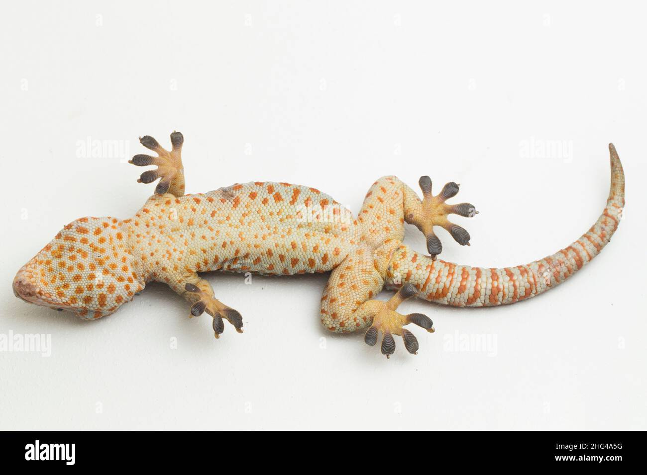 Tokay Gecko (Gekko gecko) isolated on white background Stock Photo - Alamy