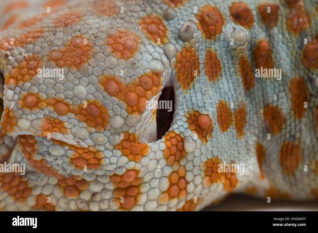 Tokay Gecko (Gekko gecko) isolated on white background Stock Photo - Alamy