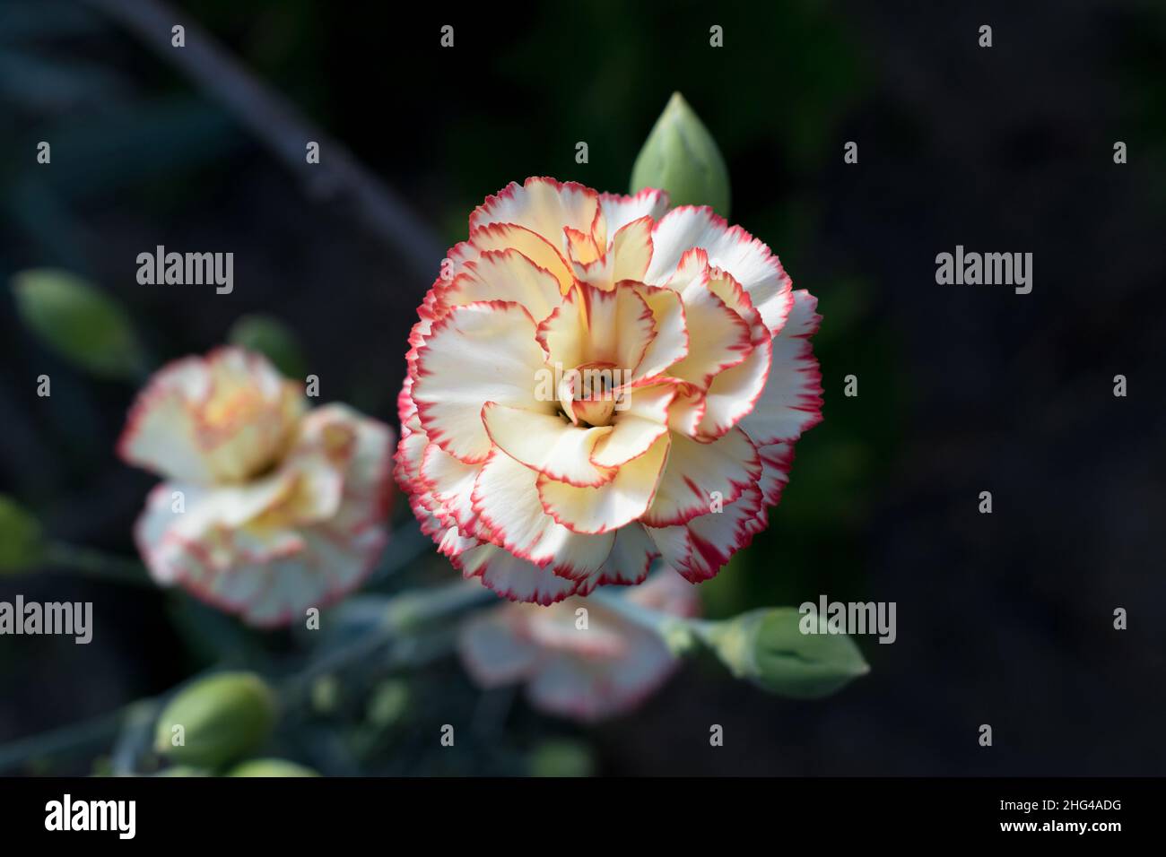 Two color carnation flower with blur background Stock Photo - Alamy