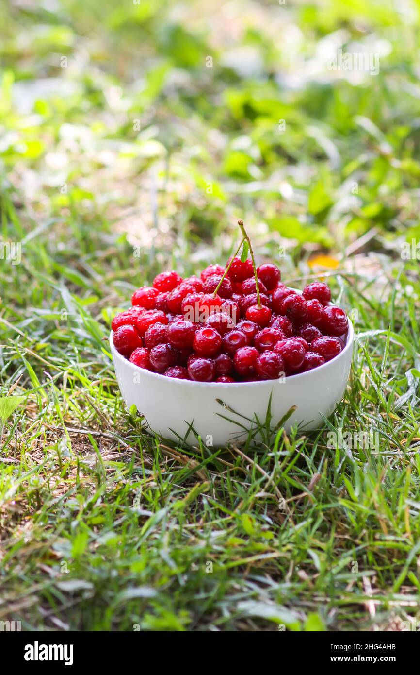 Fresh ripe sweet summer cherries in a white ceramics cup on green grass ...