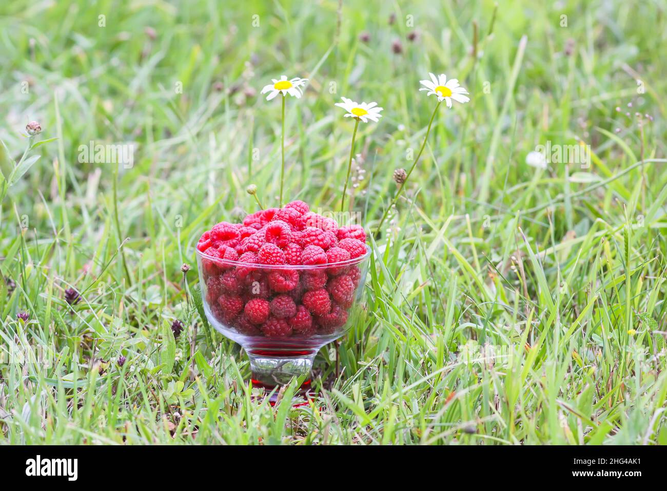 Berry red rain wet drops hi-res stock photography and images - Alamy