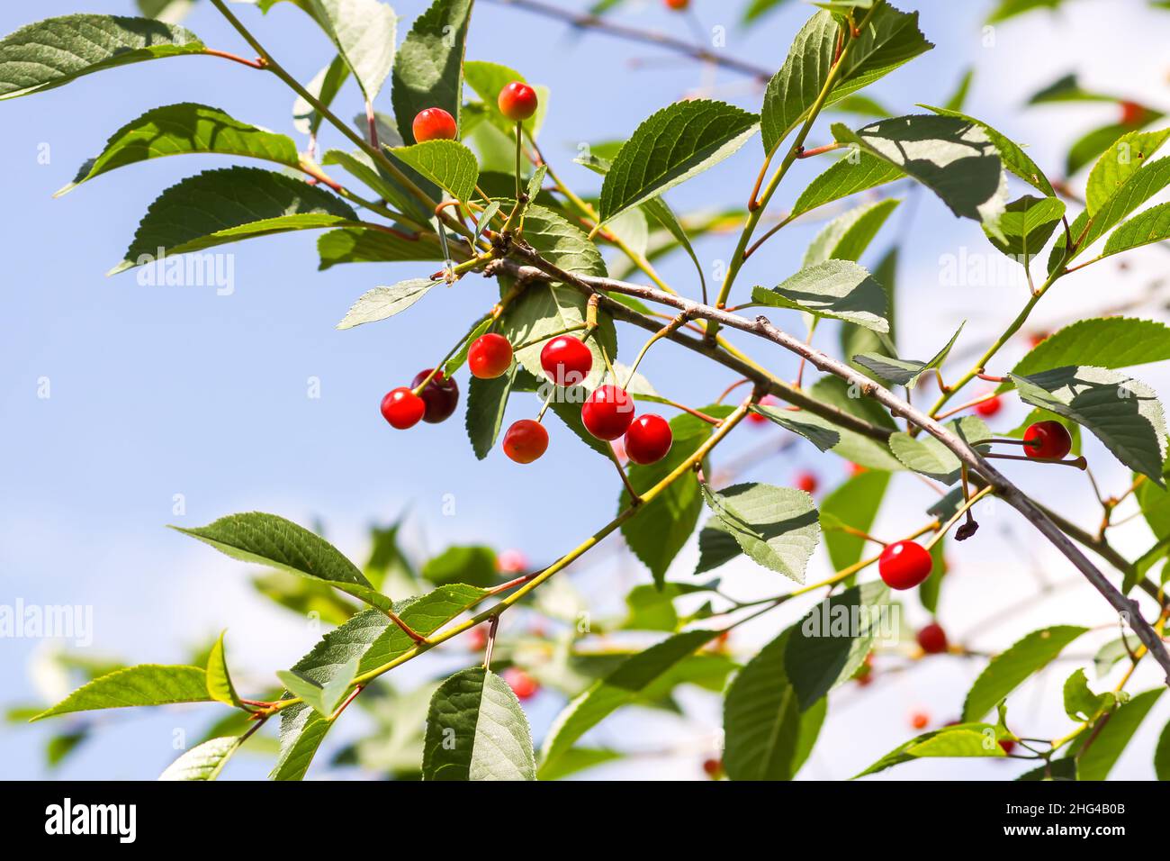 Ripe cherries on tree branches. Fresh red cherry fruits in summer ...