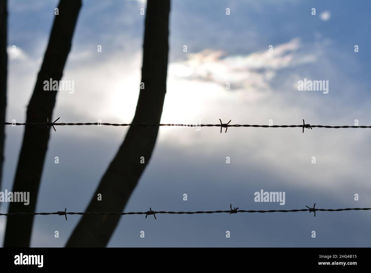 Barbed wire fence with tree trunk in blurred foreground style ...