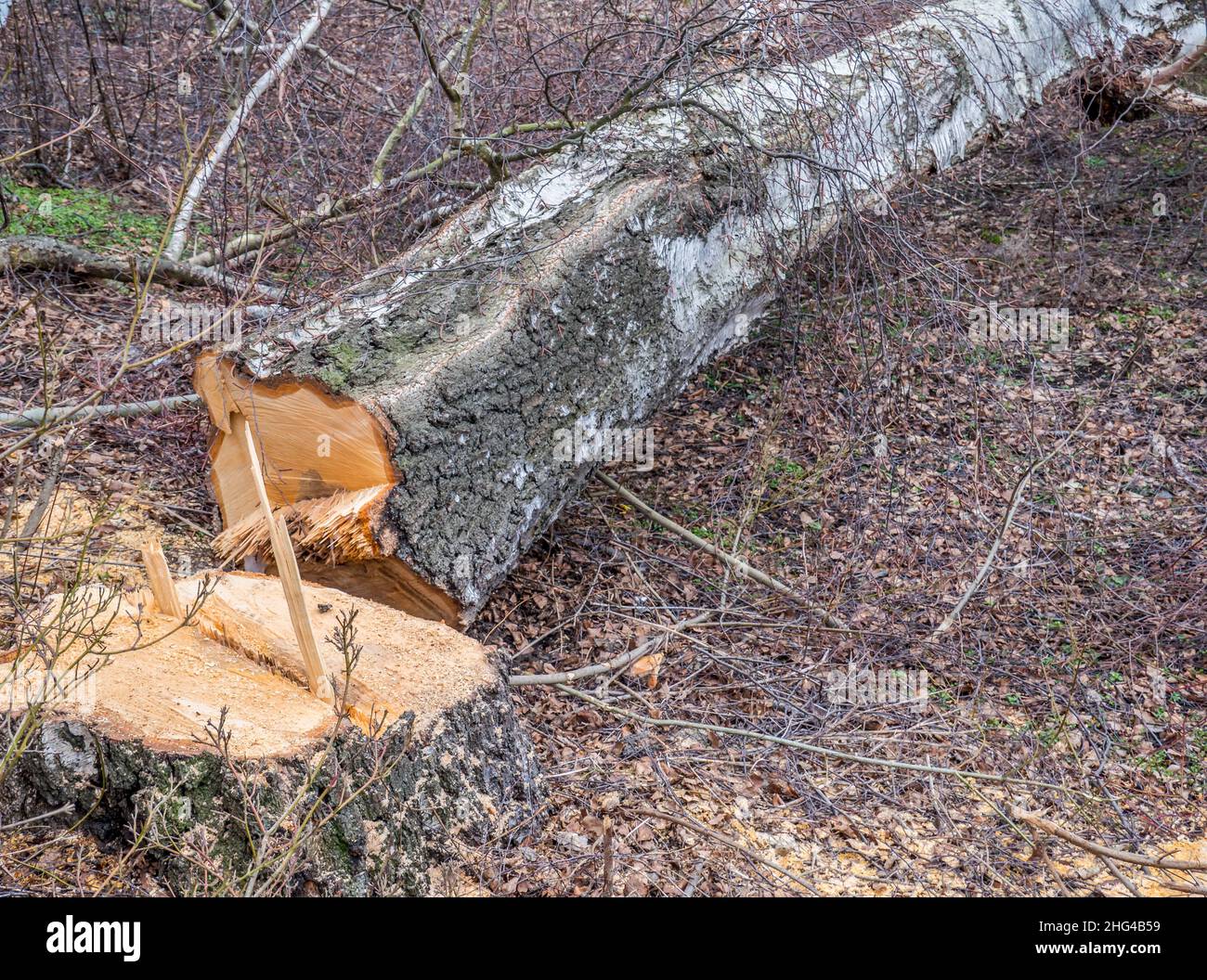 Tree stump after felling hi-res stock photography and images - Alamy