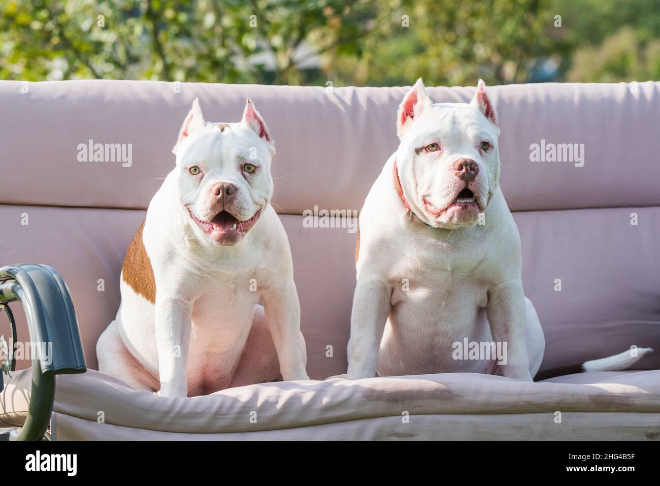 Two White color American Bully dogs are on nature. Medium sized dogs ...