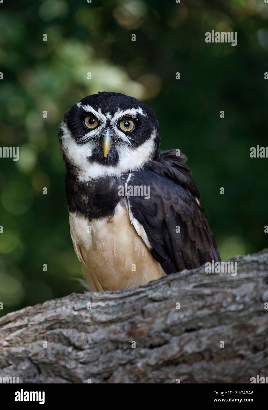 Owl looking camera hi-res stock photography and images - Alamy