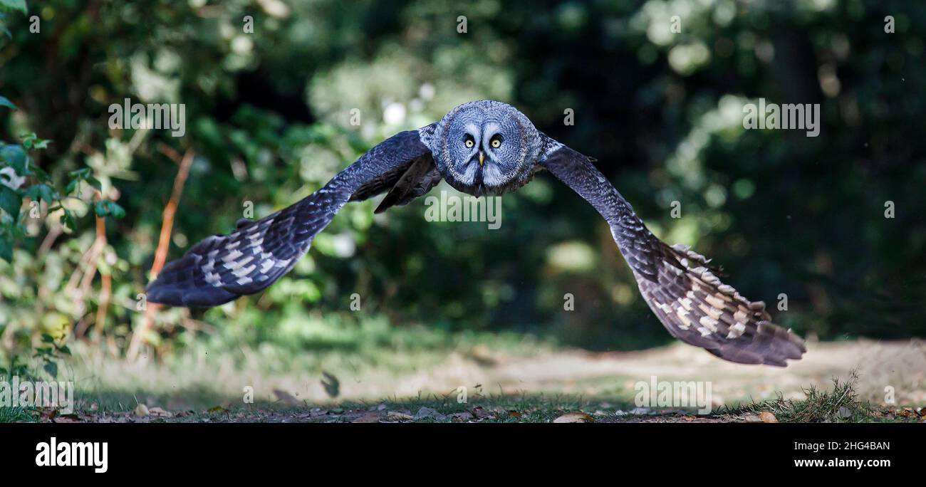 Great Grey Owl in flight Stock Photo - Alamy