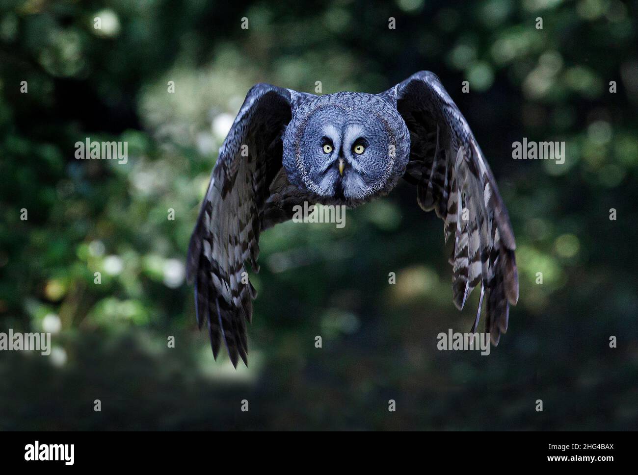Great Grey Owl in flight Stock Photo - Alamy