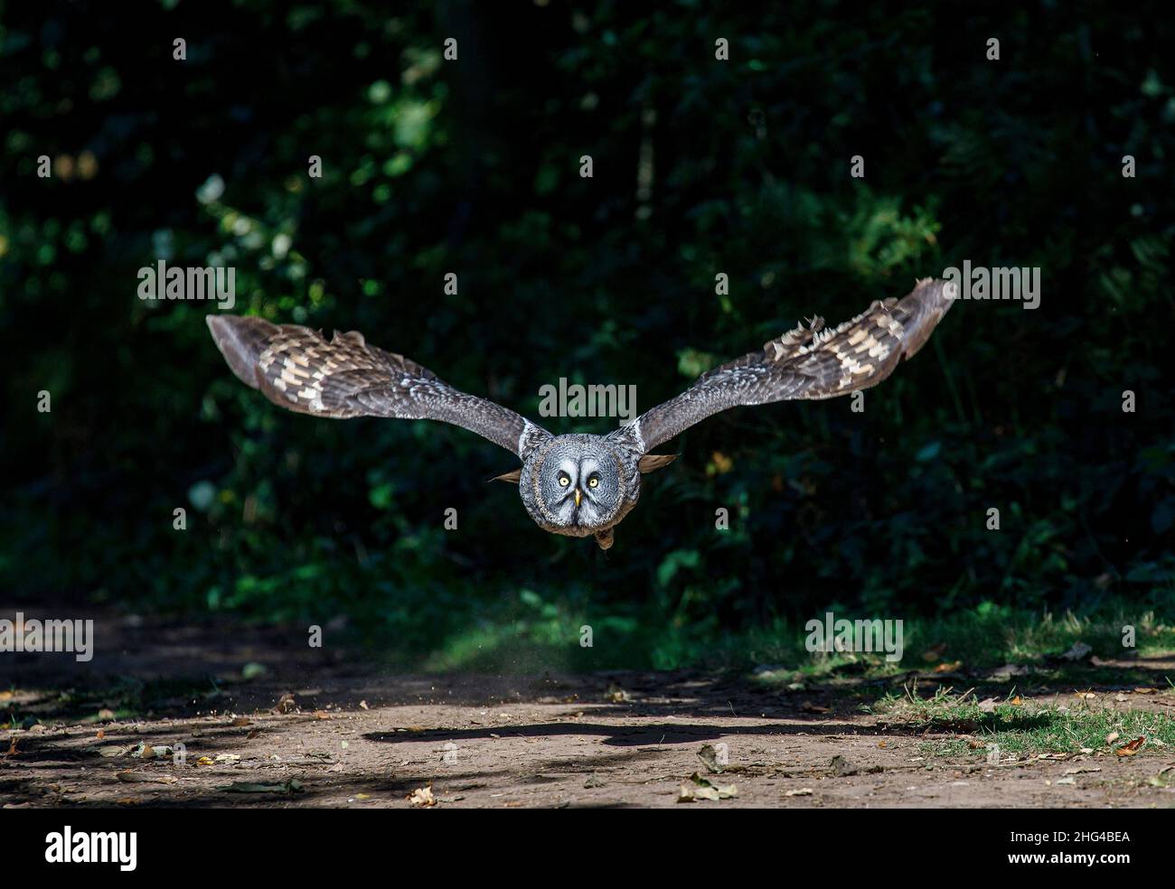 Great Grey Owl Flying Stock Photo - Alamy