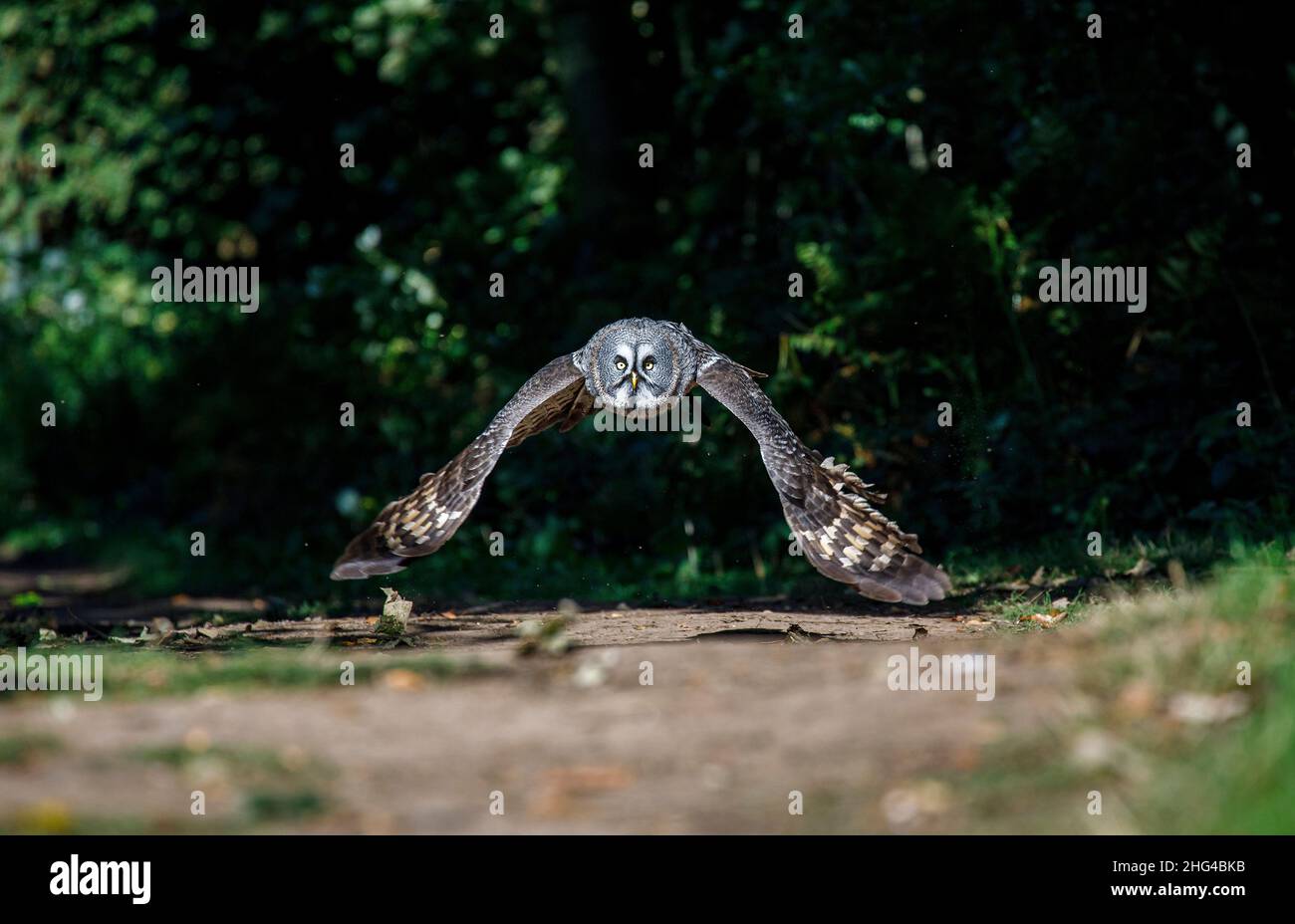 Great Grey Owl Flying Stock Photo - Alamy