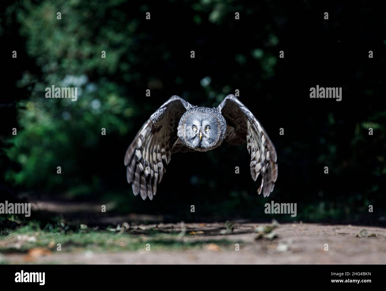 Great Grey Owl Flying Stock Photo - Alamy
