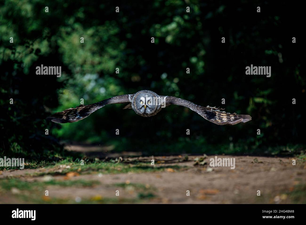 Great Grey Owl Flying Stock Photo - Alamy