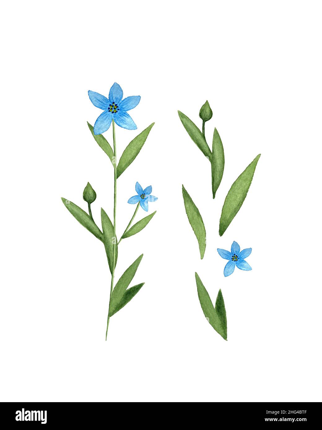 Flax Linum blue flax flower watercolor. Set of individual elements ...