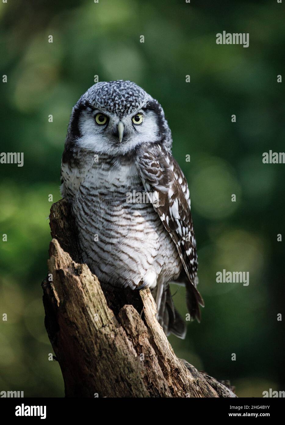 Northern Hawk Owl Stock Photo - Alamy