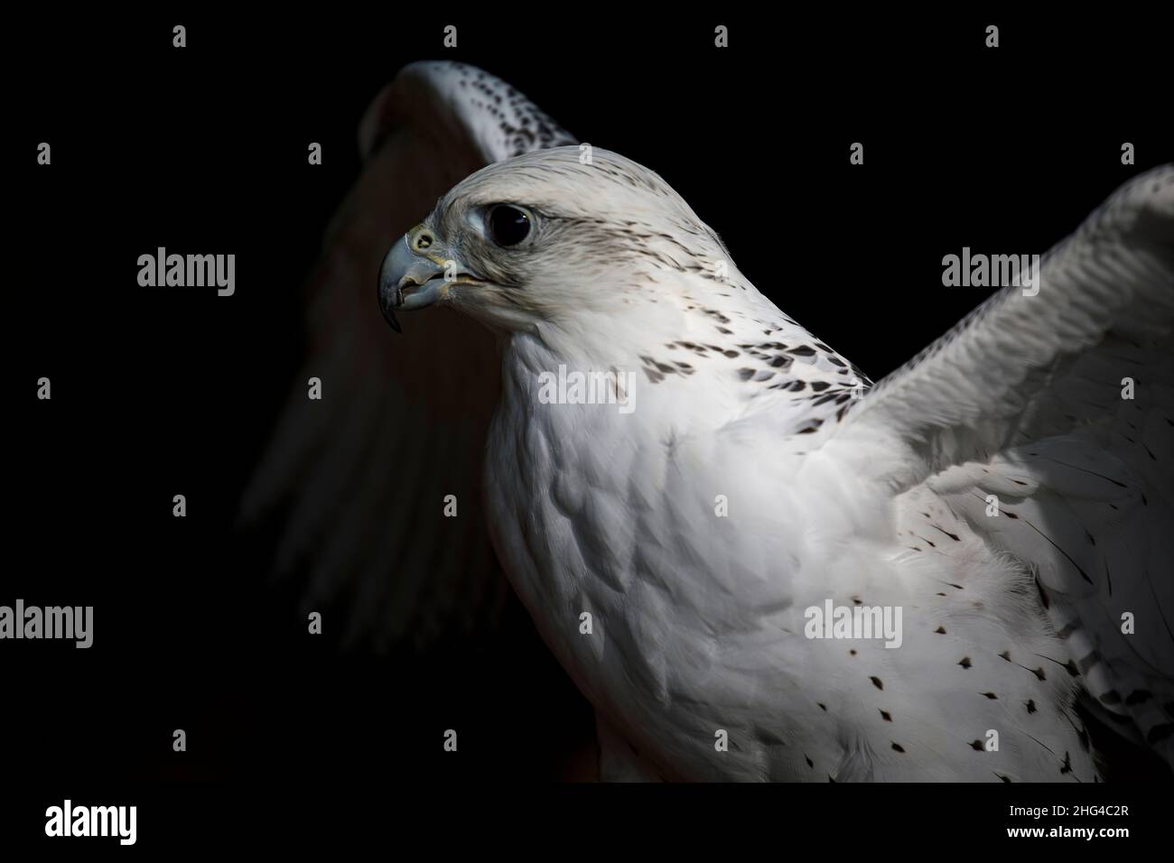 White gyr falcon hi-res stock photography and images - Alamy
