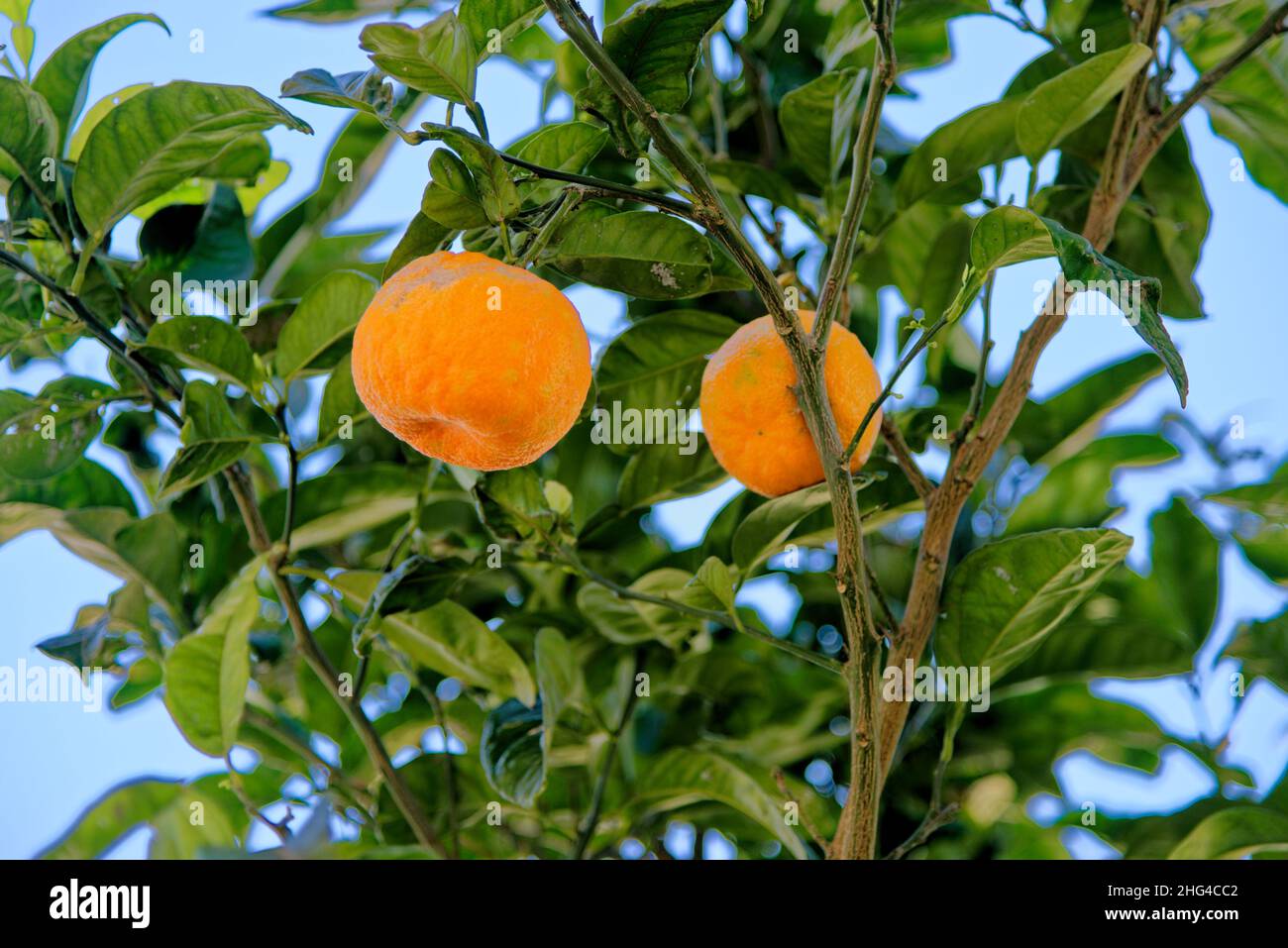 Closeup of the fruit hanging in the branches. Orange fruits. Orange ...