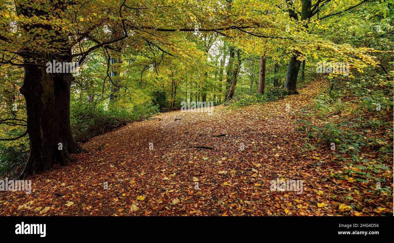 Woodland in shropshire hi-res stock photography and images - Alamy