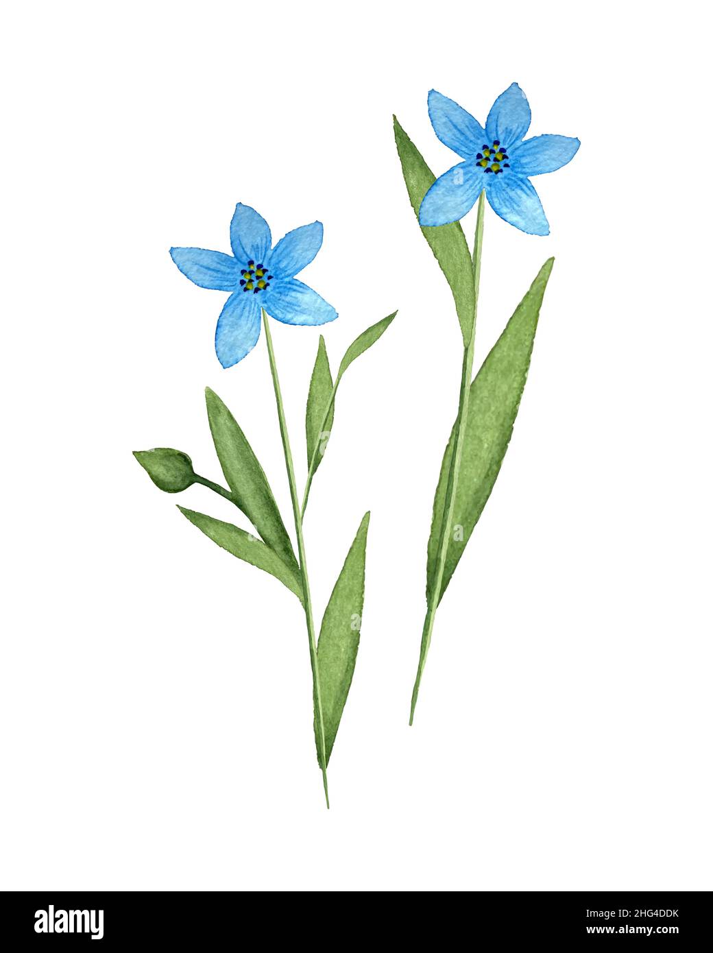 Flax Linum blue flax flower watercolor. Set of individual elements ...