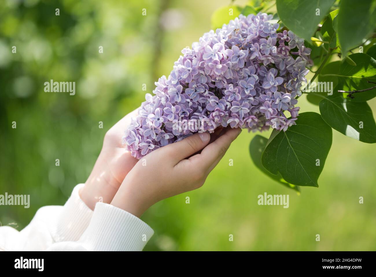 Young girl hands holding bright purple lilac in her hands on a ...